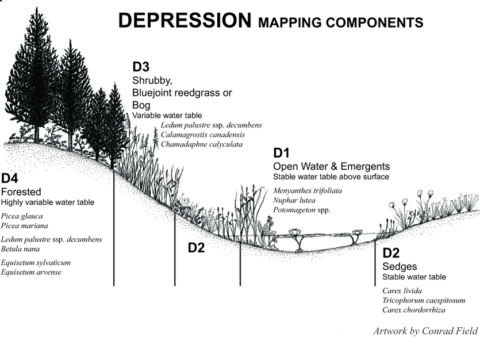 Depression Wetlands | Kenai Watershed Forum