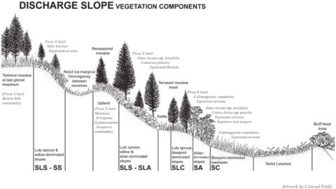 Discharge Slope Wetlands | Kenai Watershed Forum
