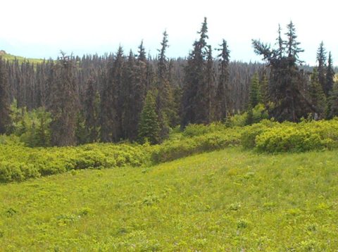 Wetland-Upland Complex | Kenai Watershed Forum